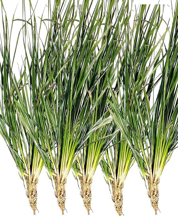 Kusha Grass Roots Darbha Kusha Outdoor Plants For Balcony Live Kush ...