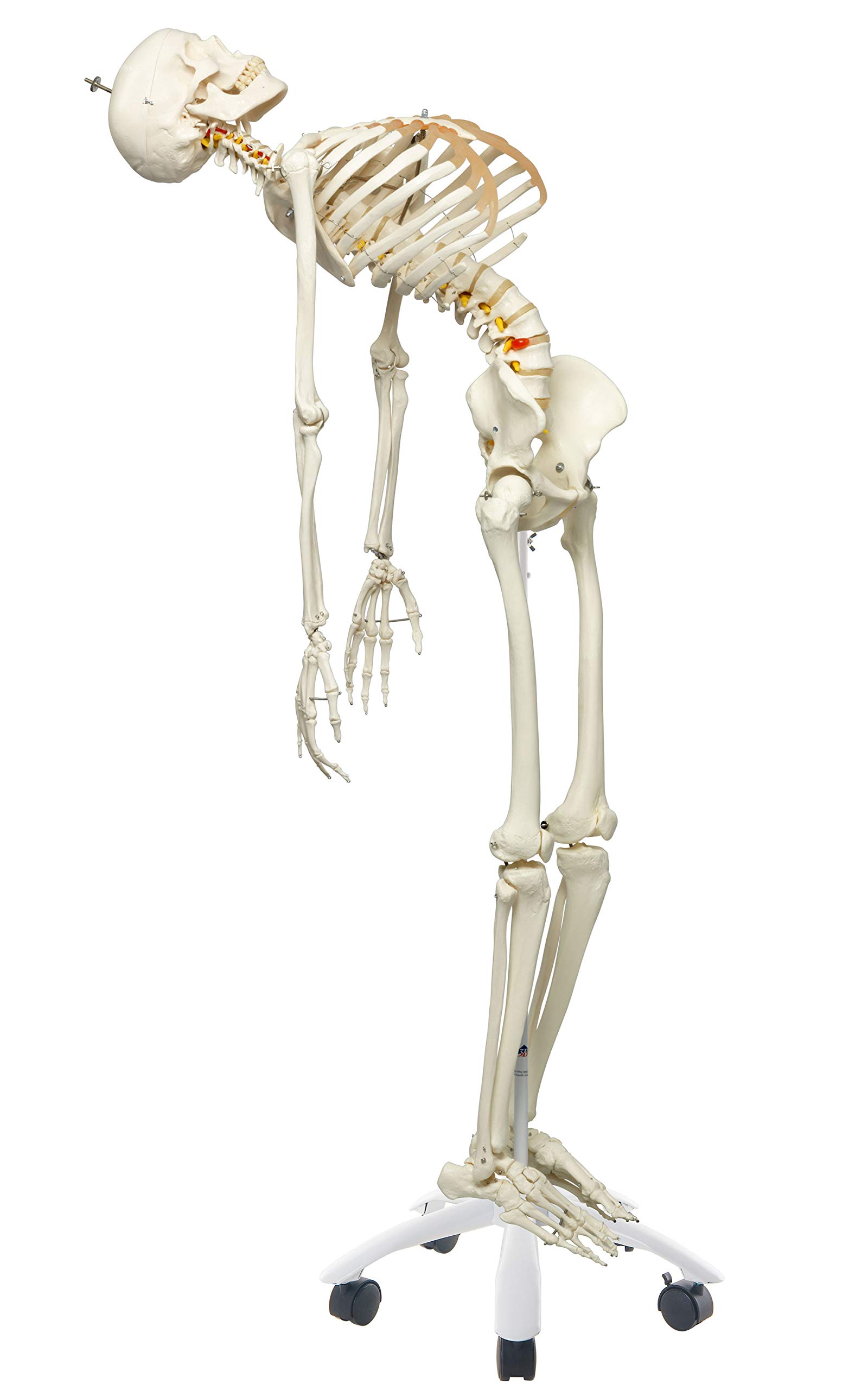 Buy 3B Scientific Human Anatomy Skeleton Model Fred - Flexible, On ...