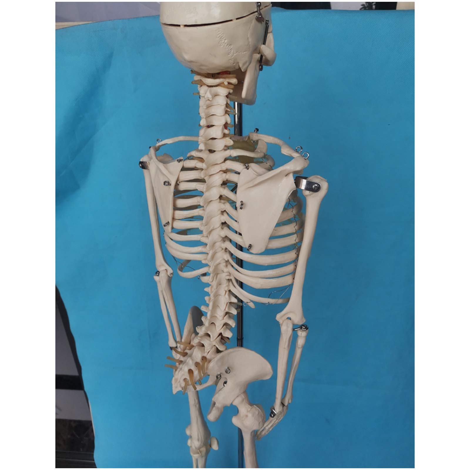 Real Life Skeleton Skeletal System And Skull Detail At A Body World