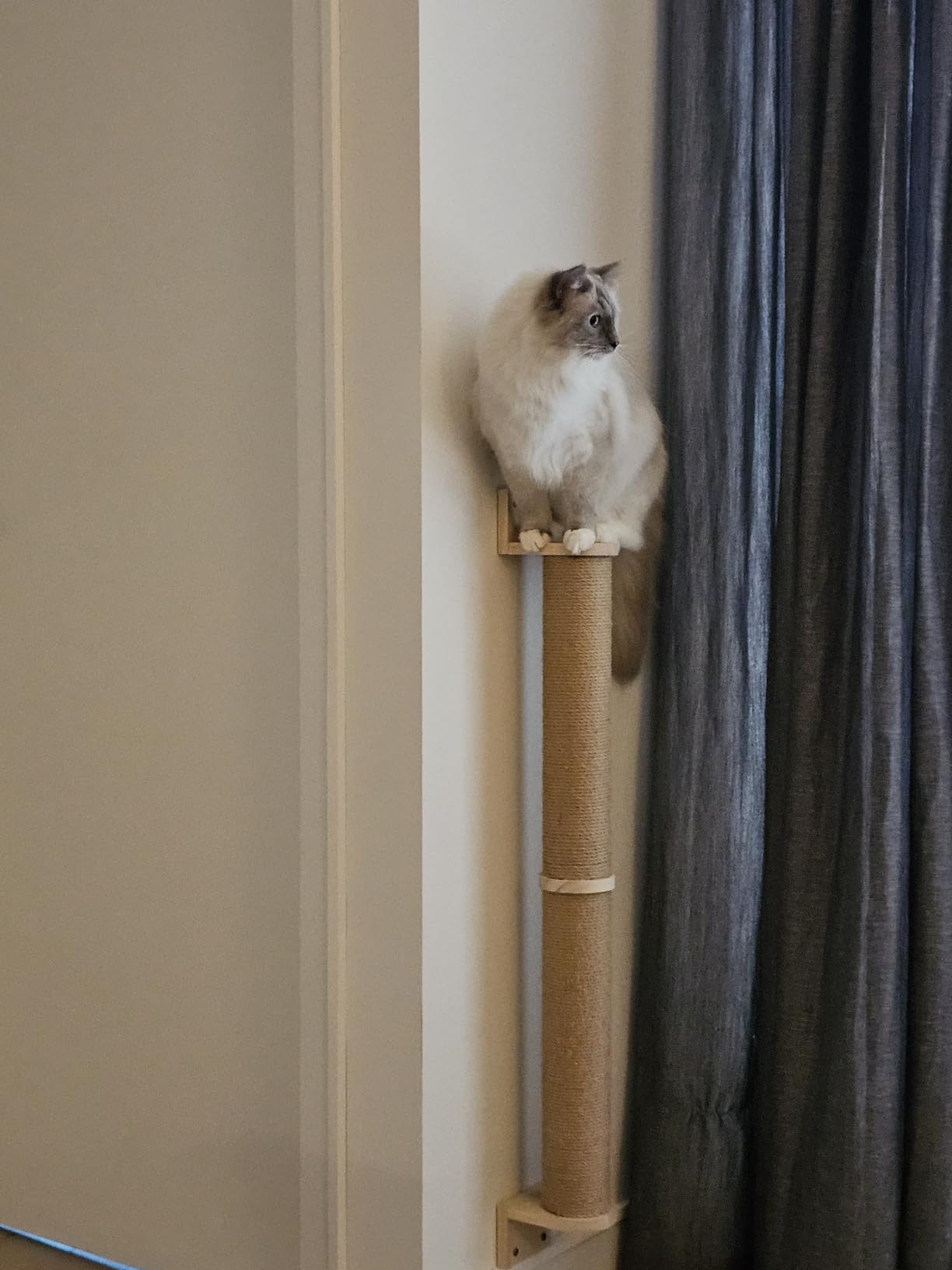 MIAOGE Wall Mounted Cat Scratcher,Cat Wall Scratching Posts and Cat ...