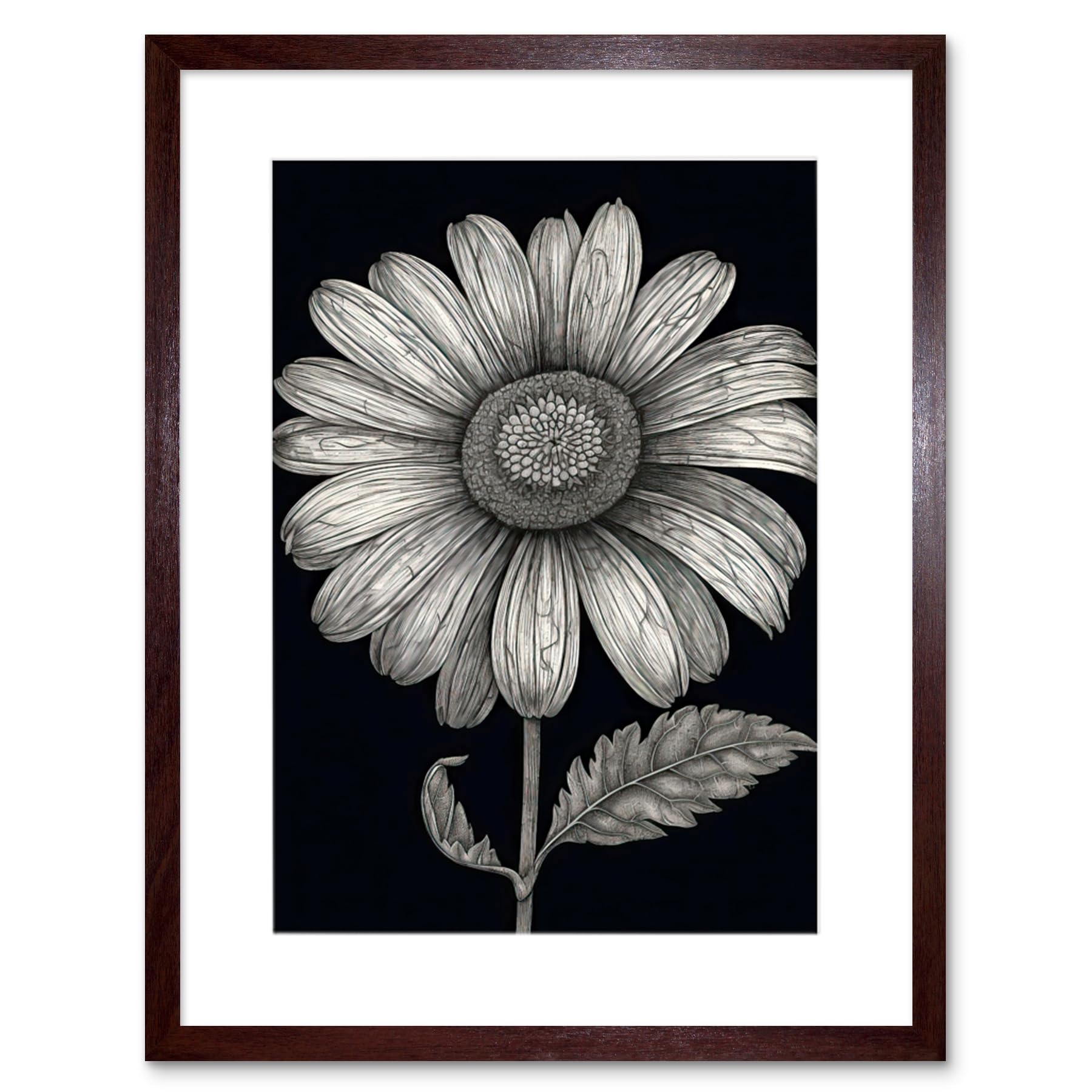 Daisy Pencil Drawing