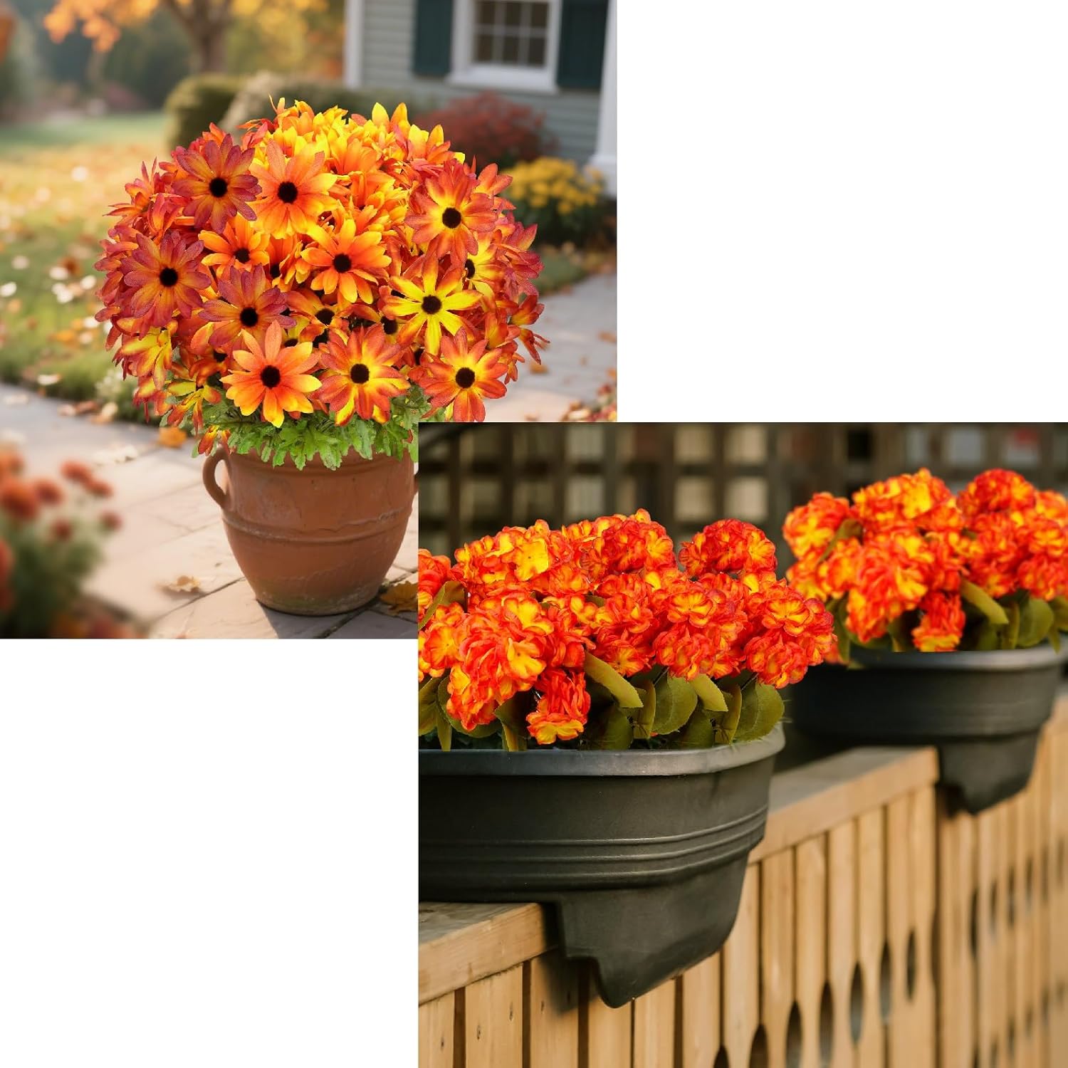 Amazon.com: MERIXMAS 6 Mixed Color Fall Mum+6 Fall Geraniums : Home ...