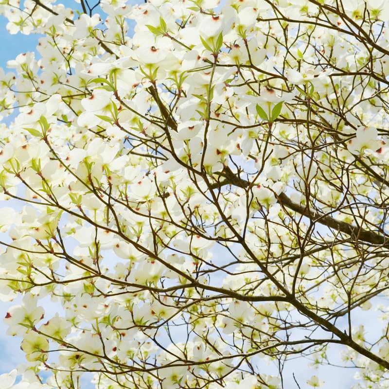 Rama De Flor De Cornejo Blanco Plantas De Cornus Mas: Cornejo Macho A
