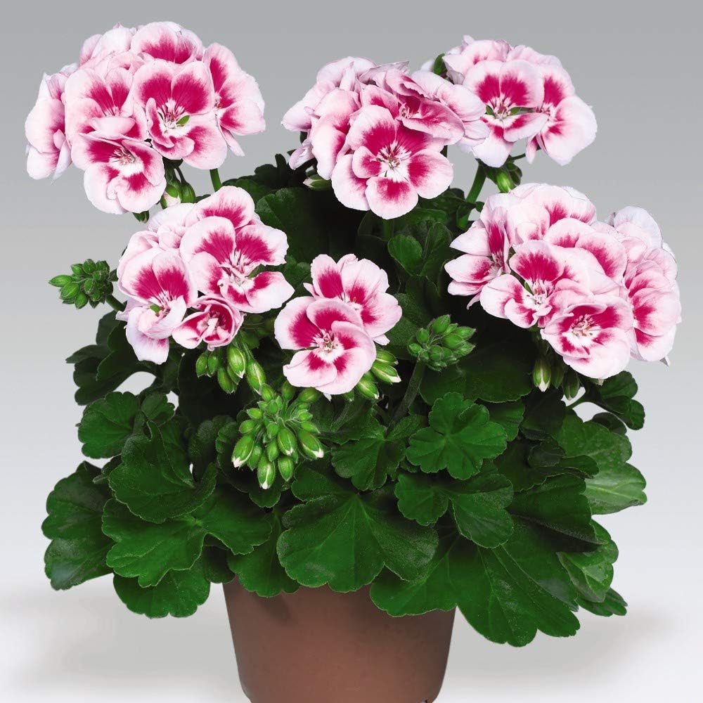 Upright (Zonal) Geranium Plug Plants 10 Mixed Plants. Amazing Value ...
