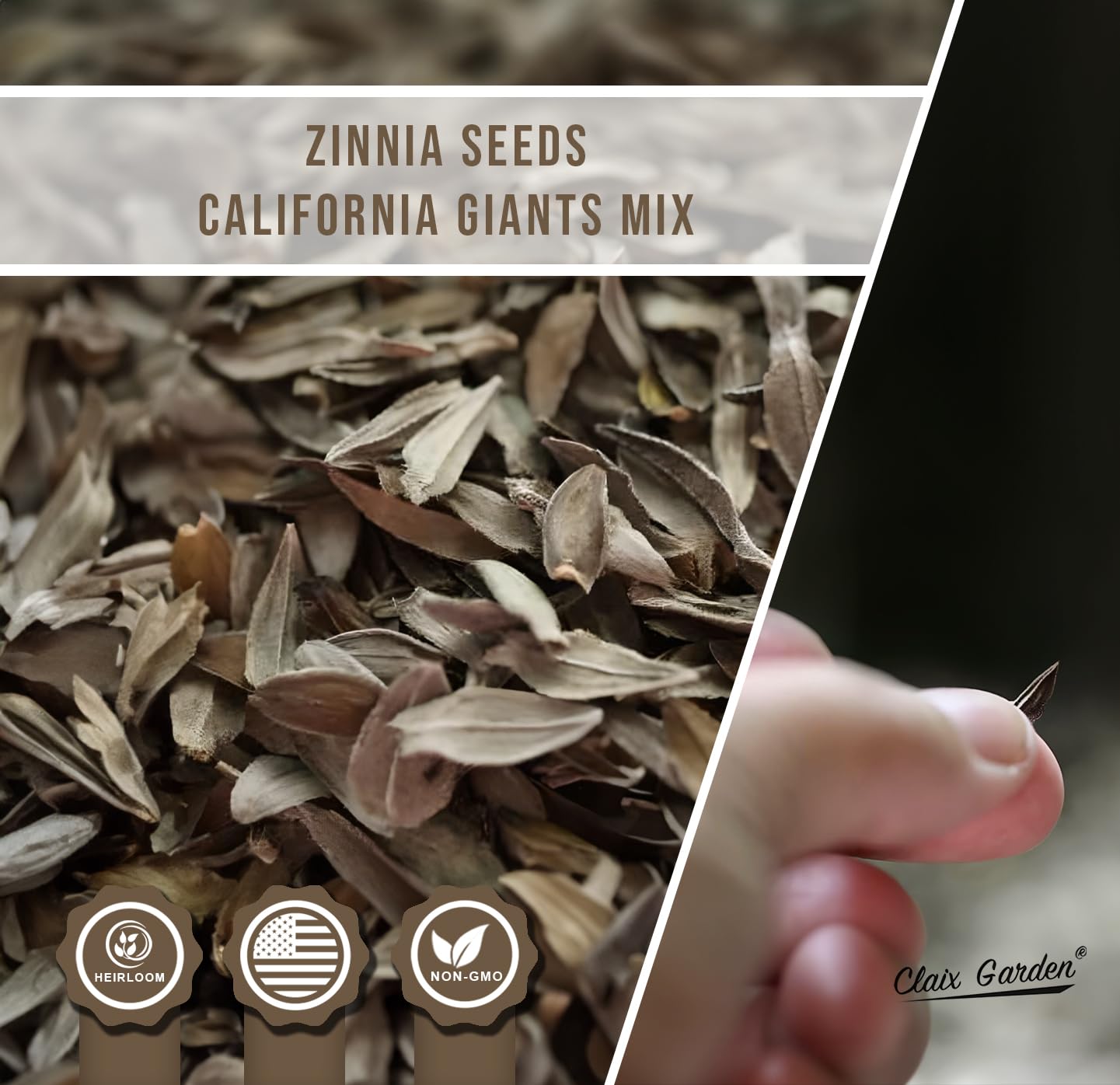 What Do Zinnia Seeds Look Like