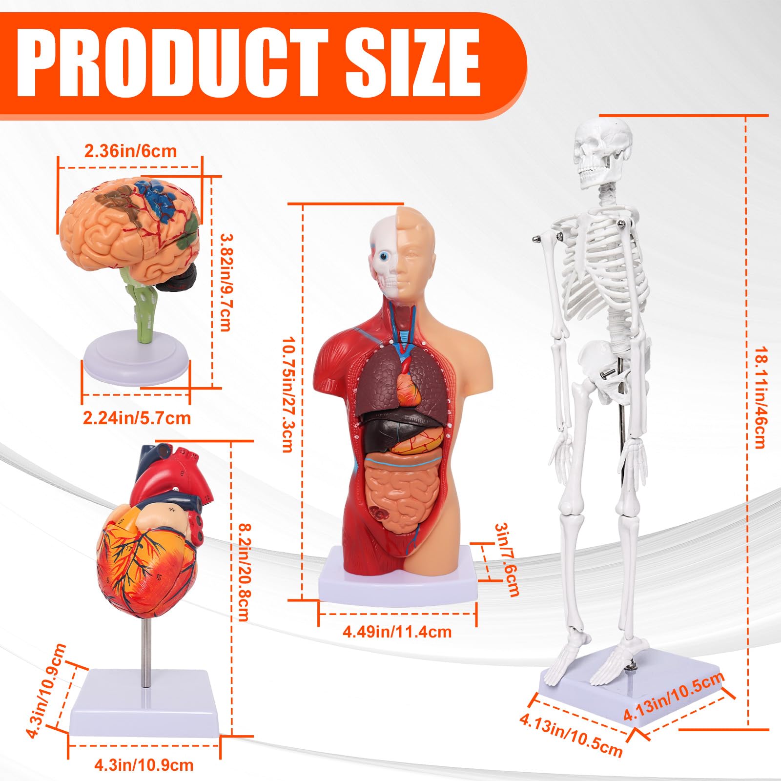 Snapklik.com : Human Anatomy Models Bundle Set, Brain, Human Torso Body ...