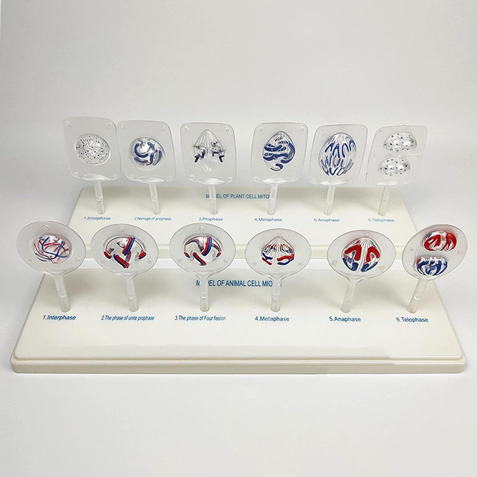 Mitose Plantencel Vs Dierlijke Cel Biologie Dier Mobiele Meiose Plant