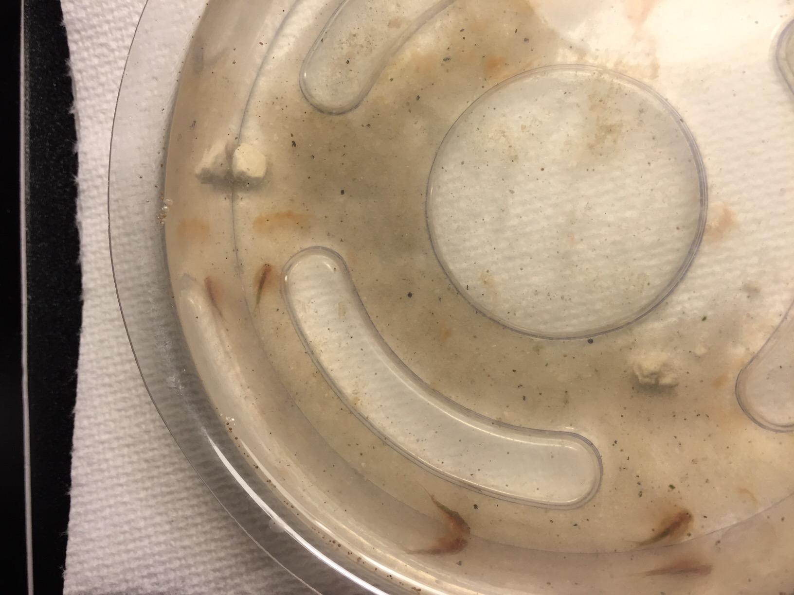 Amazon.com: Triops Triassic Triops Eggs and Nutrient : Toys & Games