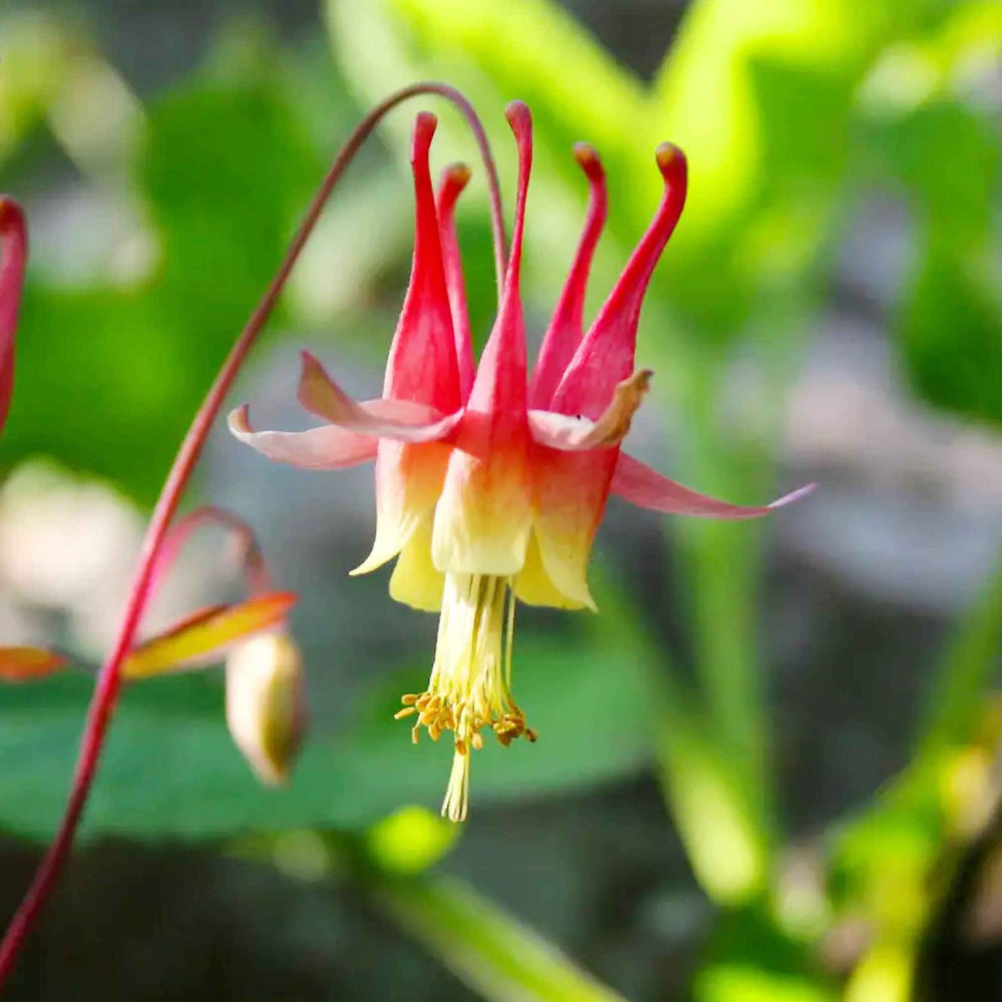 Orange Columbine Flower How To Grow Aquilegia Shockleyi | EarthOne