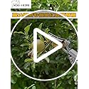 Amazon | xixi-home 高枝切りバサミ 伸縮式 【庭師推奨】 sk5高級合金鋼 2段 3段 2m 3m 4m 5m 軽量 鋸付き ロック付き 果物取り 高枝切り鋏 高枝切り ...