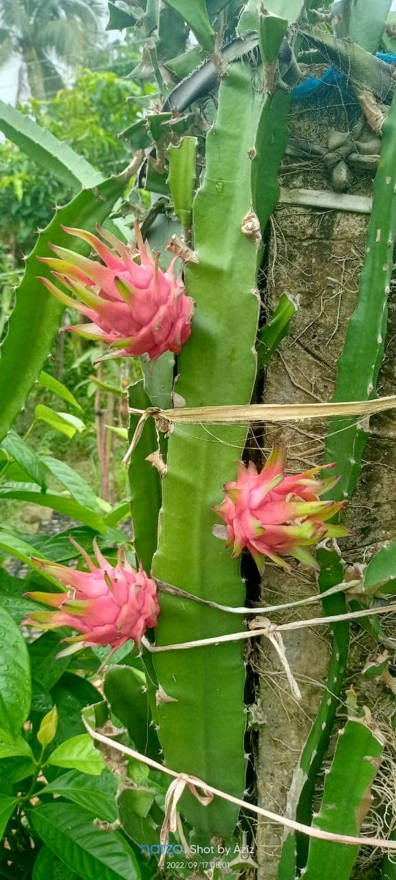 Aziz Gazi Nursery - Dragon Fruit Plant | Live Red Flesh Dragon Plant ...