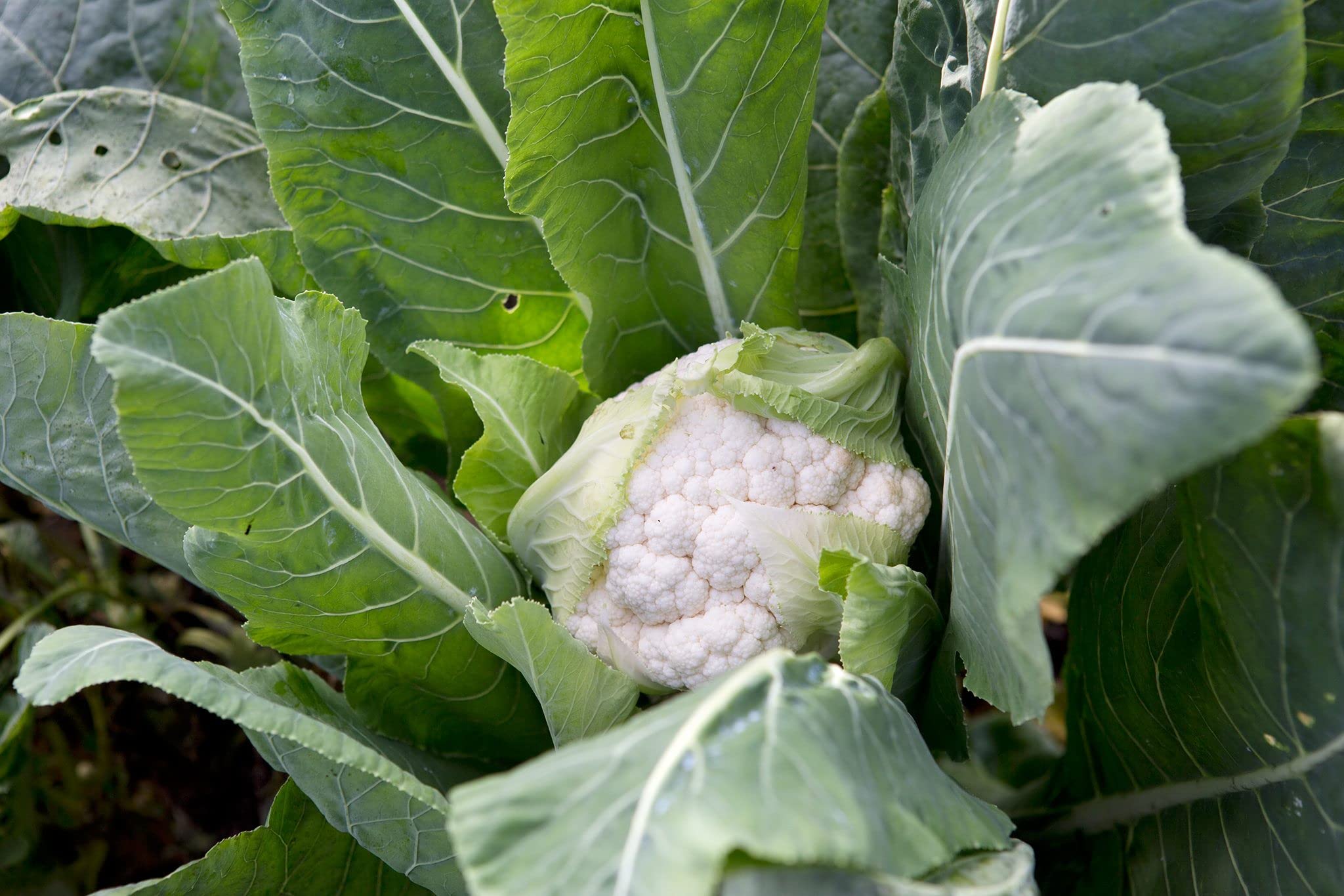 Cauliflower Plant Pictures Carotena A Grade Yellow Cauliflower, 5 Kg,