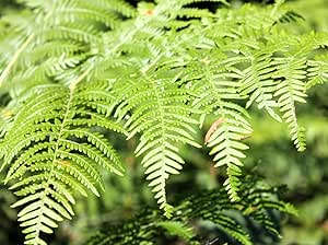 Amazon.com : Bracken Fern Bare Root Live Plant - Outdoor Garden Plant ...