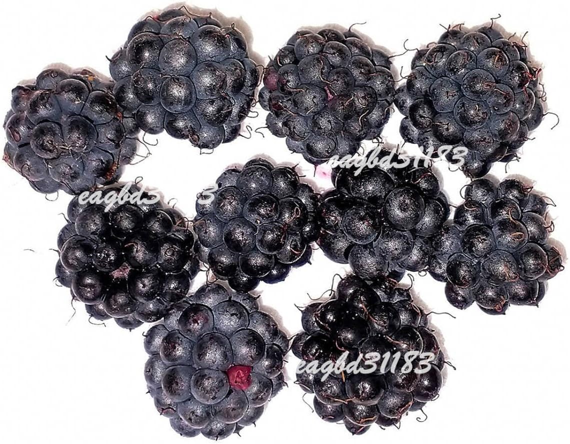 Amazon.co.jp: クロイチゴ Rubus mesogaeus キイチゴ (木苺) の種子 約150粒 : ホビー