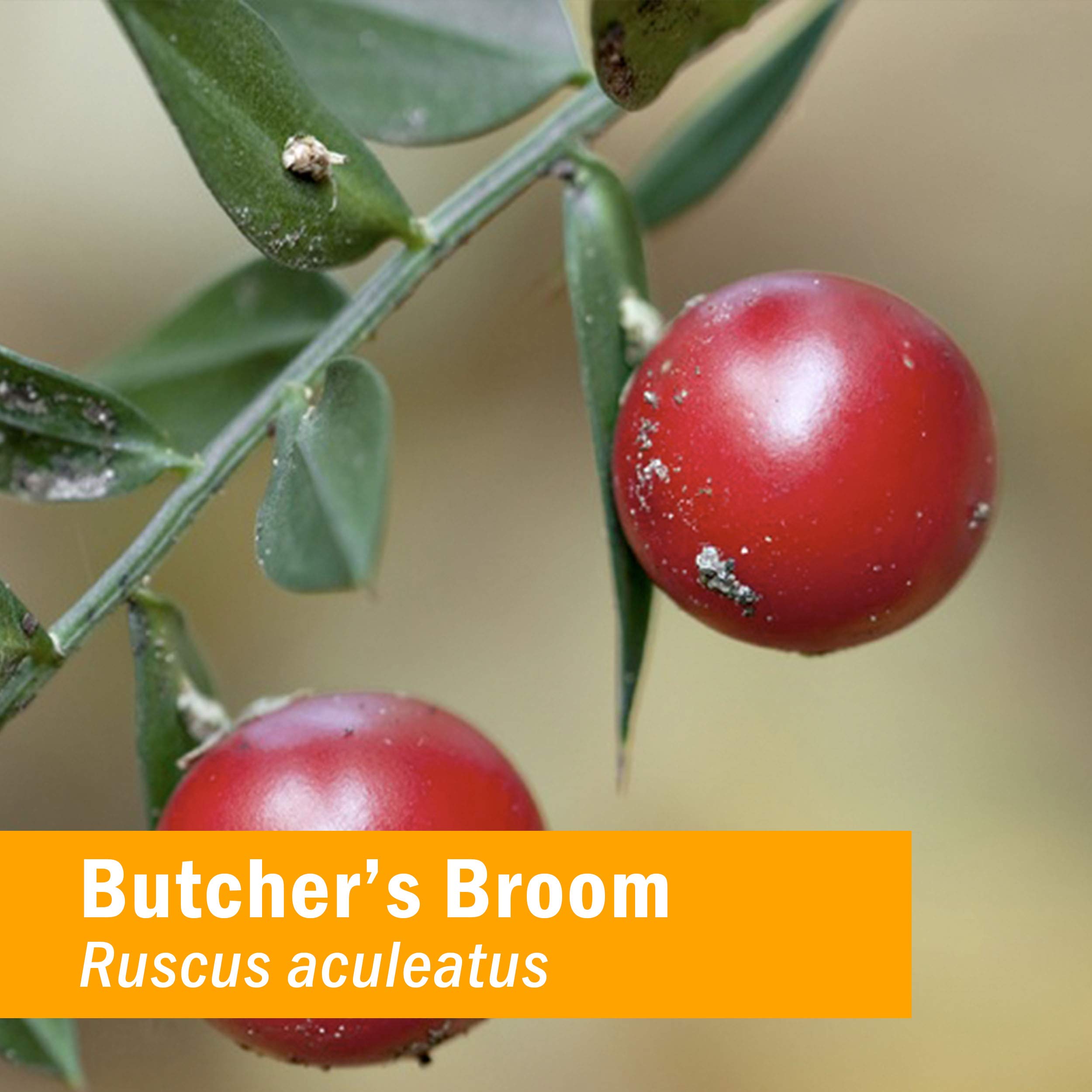 Butcher S Broom Herb