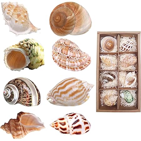 Amazon.com : 3 PCS Natural Hermit Crab Conch Shells Decor, 2.7-3.5 Inch ...