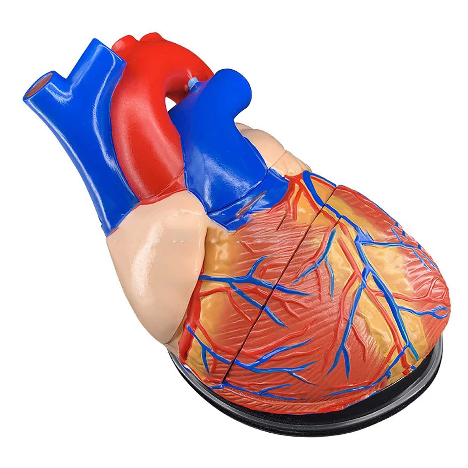 Buy 4X Anatomical Human Heart Model With 39 Digital Sign,Internal ...