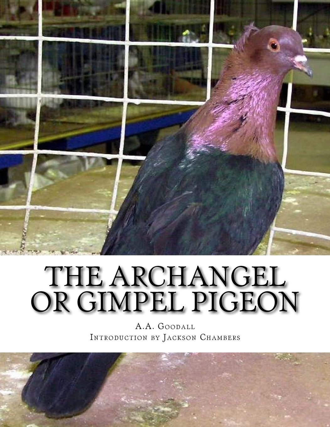 The Archangel or Gimpel Pigeon: Pigeon Breeds Book 8: Goodall, A. A ...