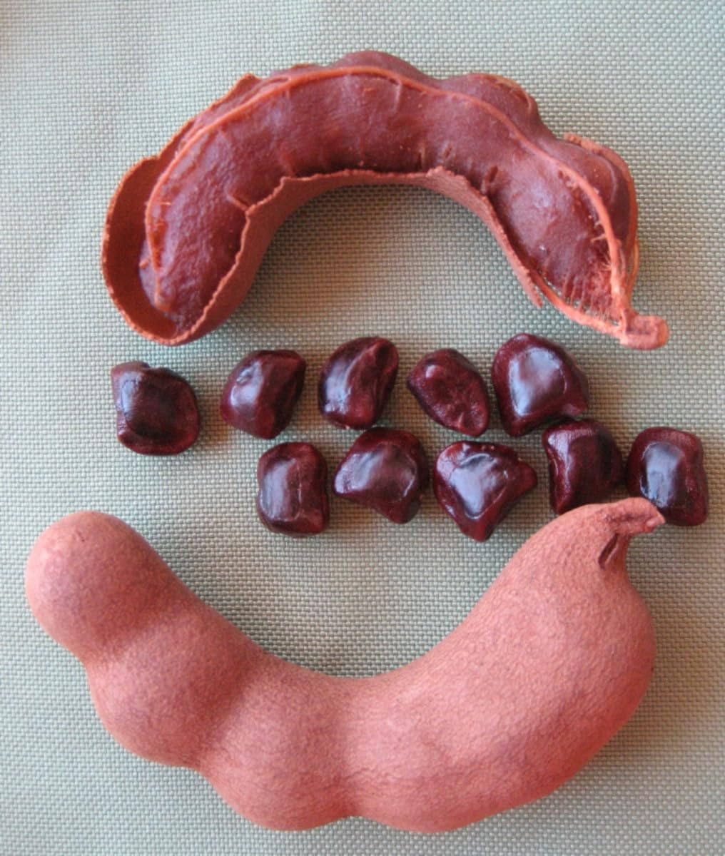 SANJU 1 Healthy Plant Tamarind Thai Sweet and Red Imli Fruit Grafted ...