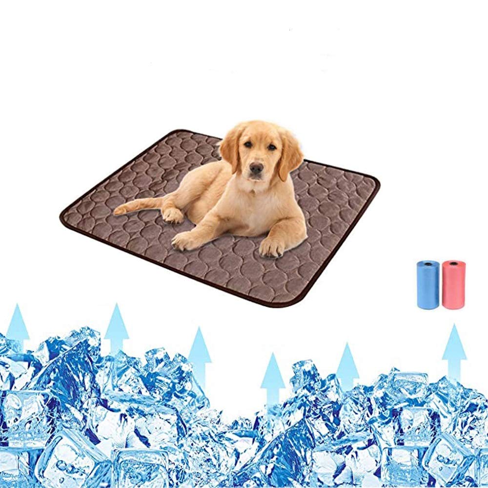 Dog Poops Out Rug