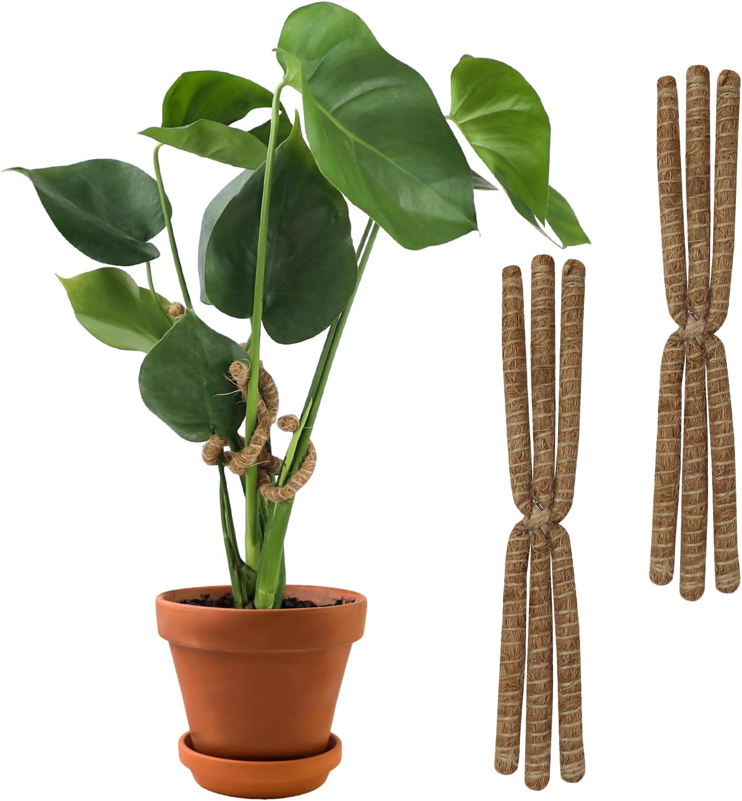 Amazon.com : 4Pcs Flower Shape Plant Stem Support, Plant Life Support ...