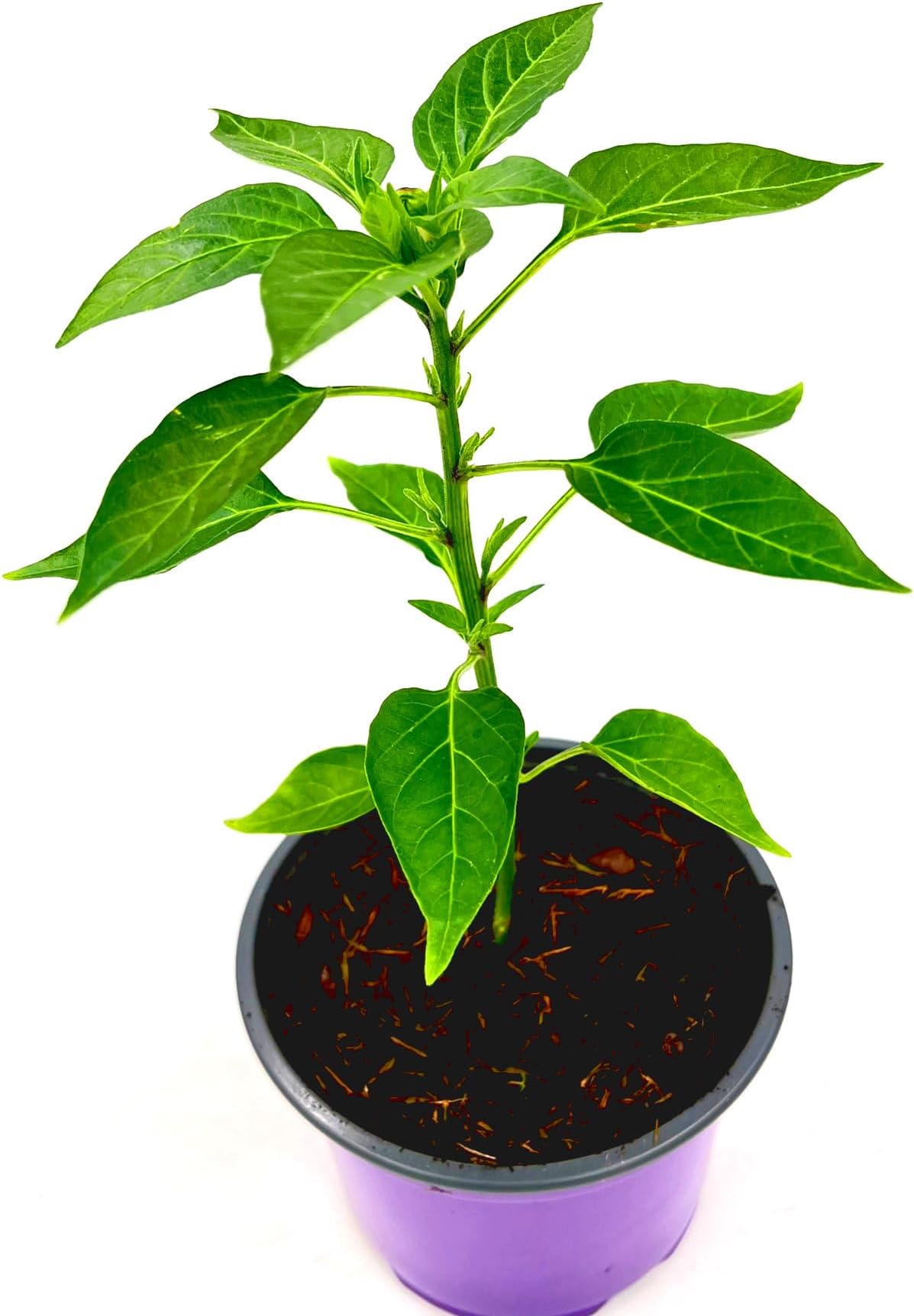 Baum Chili Capsicum pubescens "Rocoto" 2stk/Chili Pflanzen : Amazon.de ...