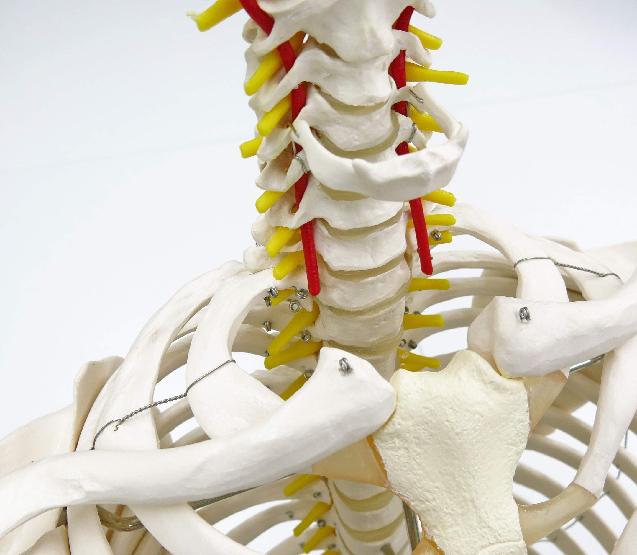 Buy 3B Scientific Human Anatomy Skeleton Model Fred - Flexible, On ...