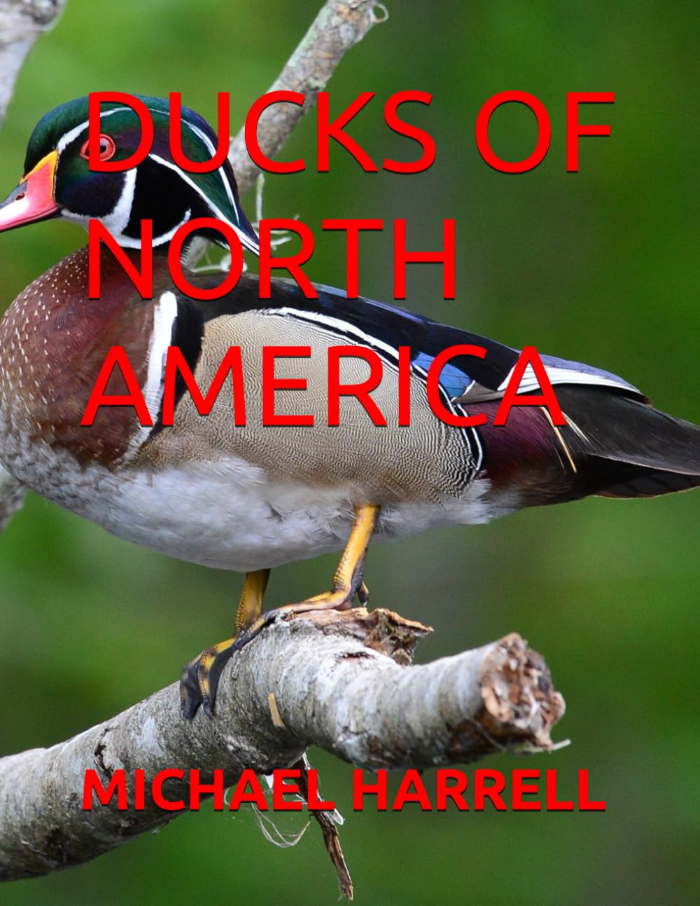 DUCKS OF NORTH AMERICA (Wildlife of North America and other educational ...
