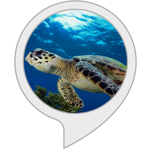 Amazon.com: swimming sea turtles : Alexa Skills