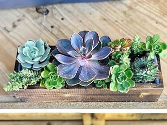 Amazon.com : MyGift Brown Solid Wood Planter Window Box, Indoor Flower ...