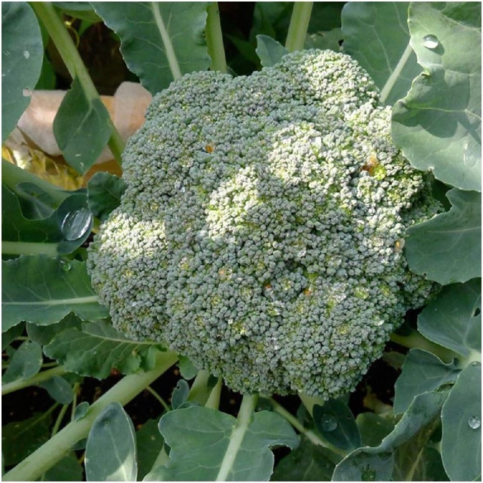 PREMIER SEEDS DIRECT - Broccoli - Summer Purple Sprouting - 100 Finest ...