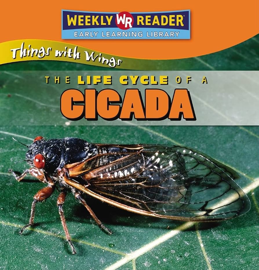 Cicadas Life Cycle Cicada Life Cycle Video 1 Of 4 YouTube