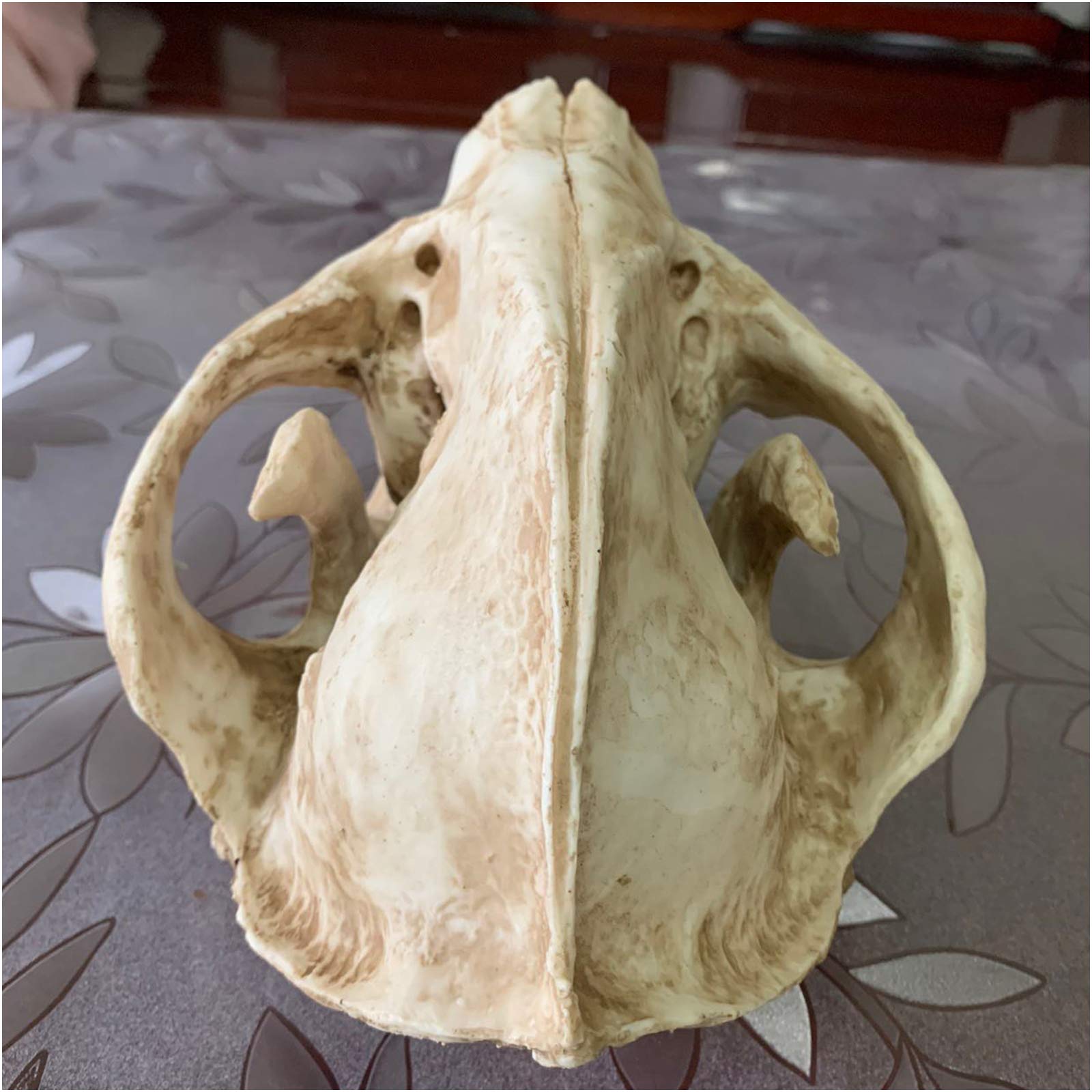 Cranio De Dentes De Panda Il Modello Panda Skull Realistico Panda