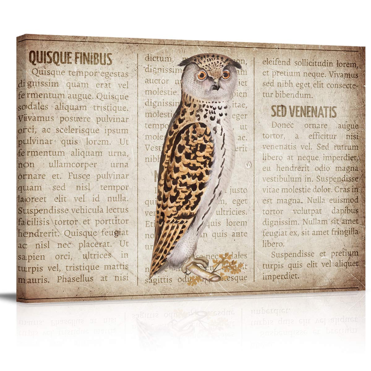 Vintage Owl Art Prints