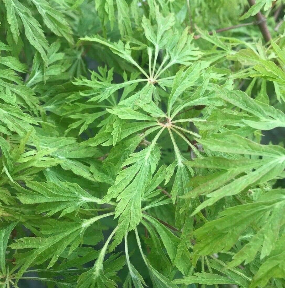 Amazon.com : Japanese Maple Green Cascade Rare!! : Patio, Lawn & Garden