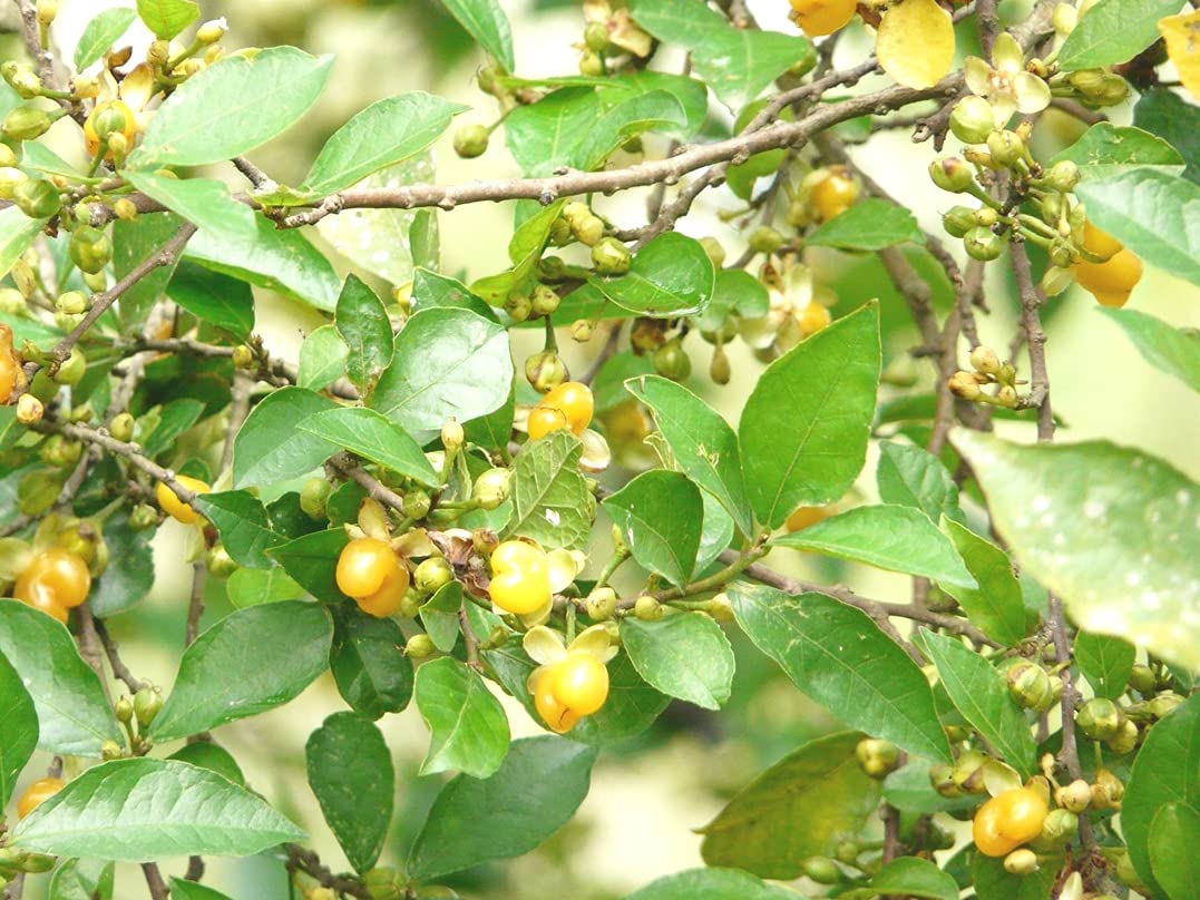 Plantzoin Sand paper tree Sahora Streblus asper Sahada Live Plant ...