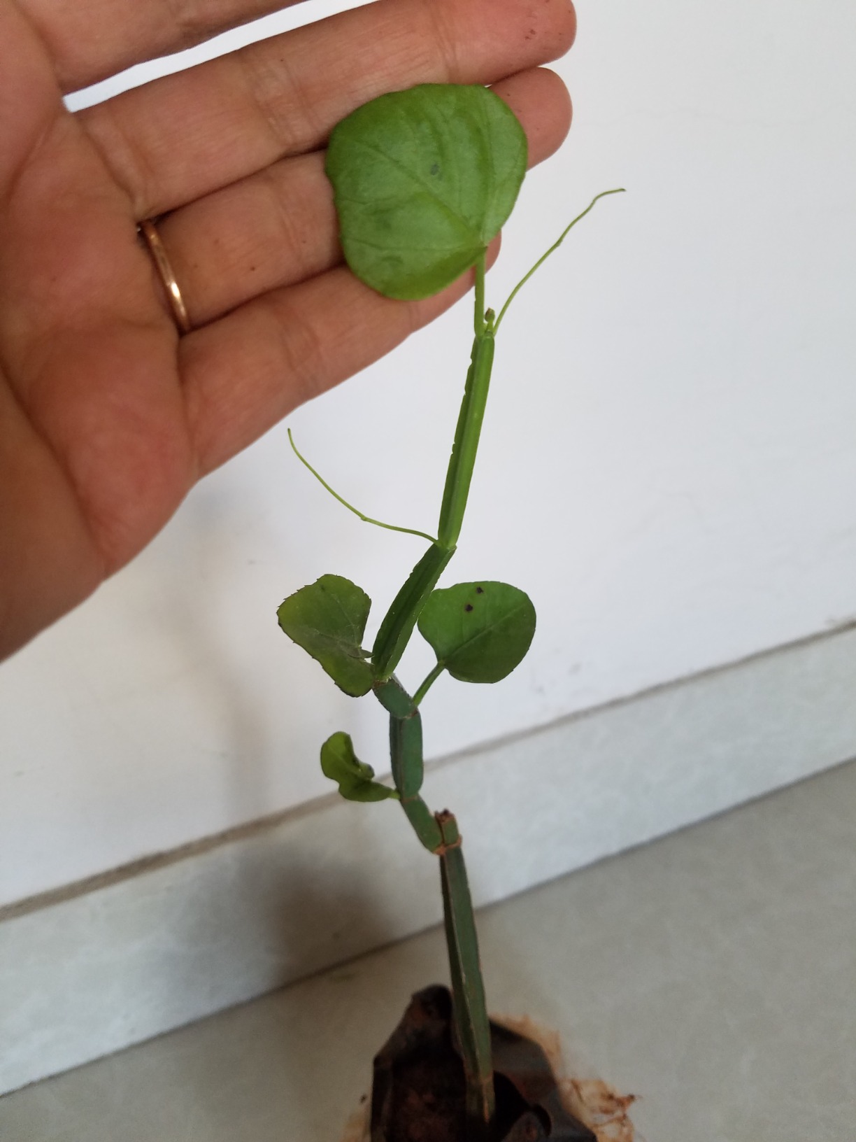 BHARAT HERBS CARE Hadjode,veldt grape, devil's backbone, adamant ...