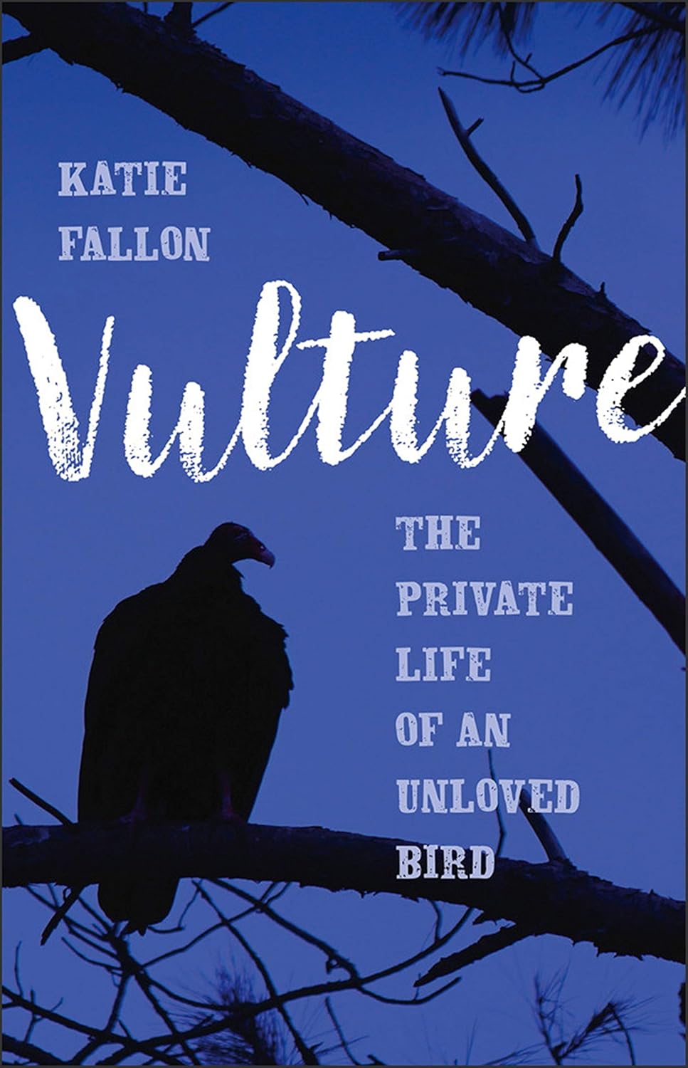 Vulture: The Private Life of an Unloved Bird: Fallon, Katie ...