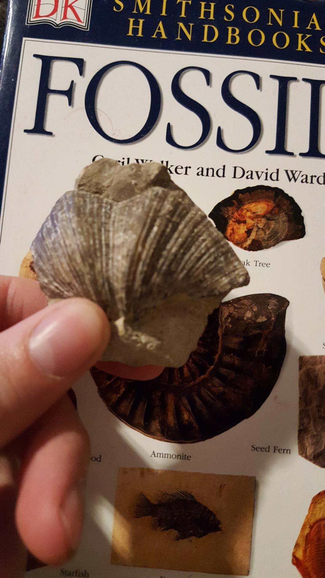 Handbooks: Fossils: The Clearest Recognition Guide Available (DK ...