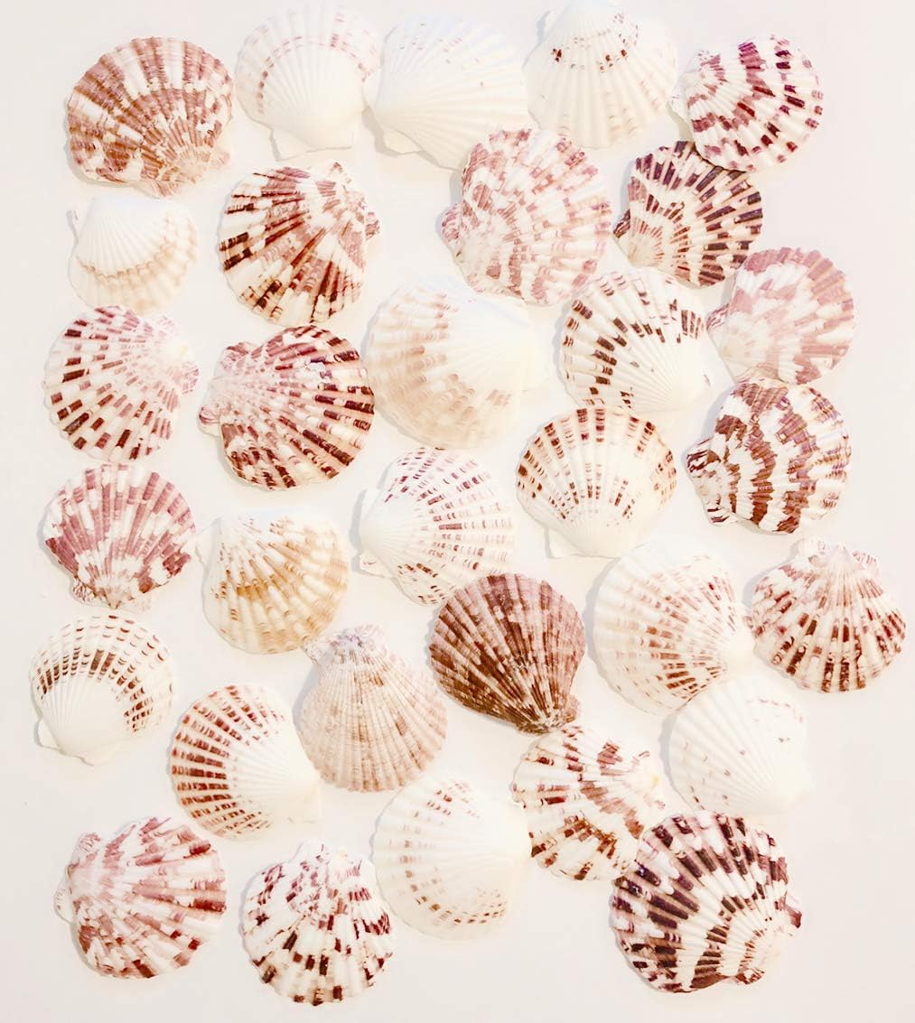 Amazon.com: Goldenvalueable Scallops Shells Natural ~2" - Bag of Approx ...