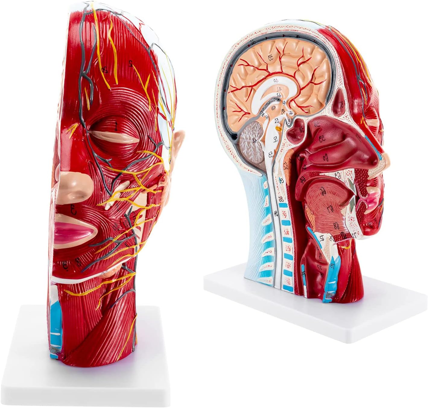 Amazon.com: Half Head Model Human Nervous System Structure Model ...