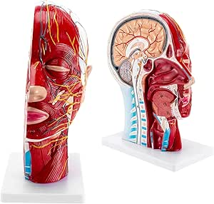 Amazon.co.jp: Half-head model: Human nervous system structure model ...