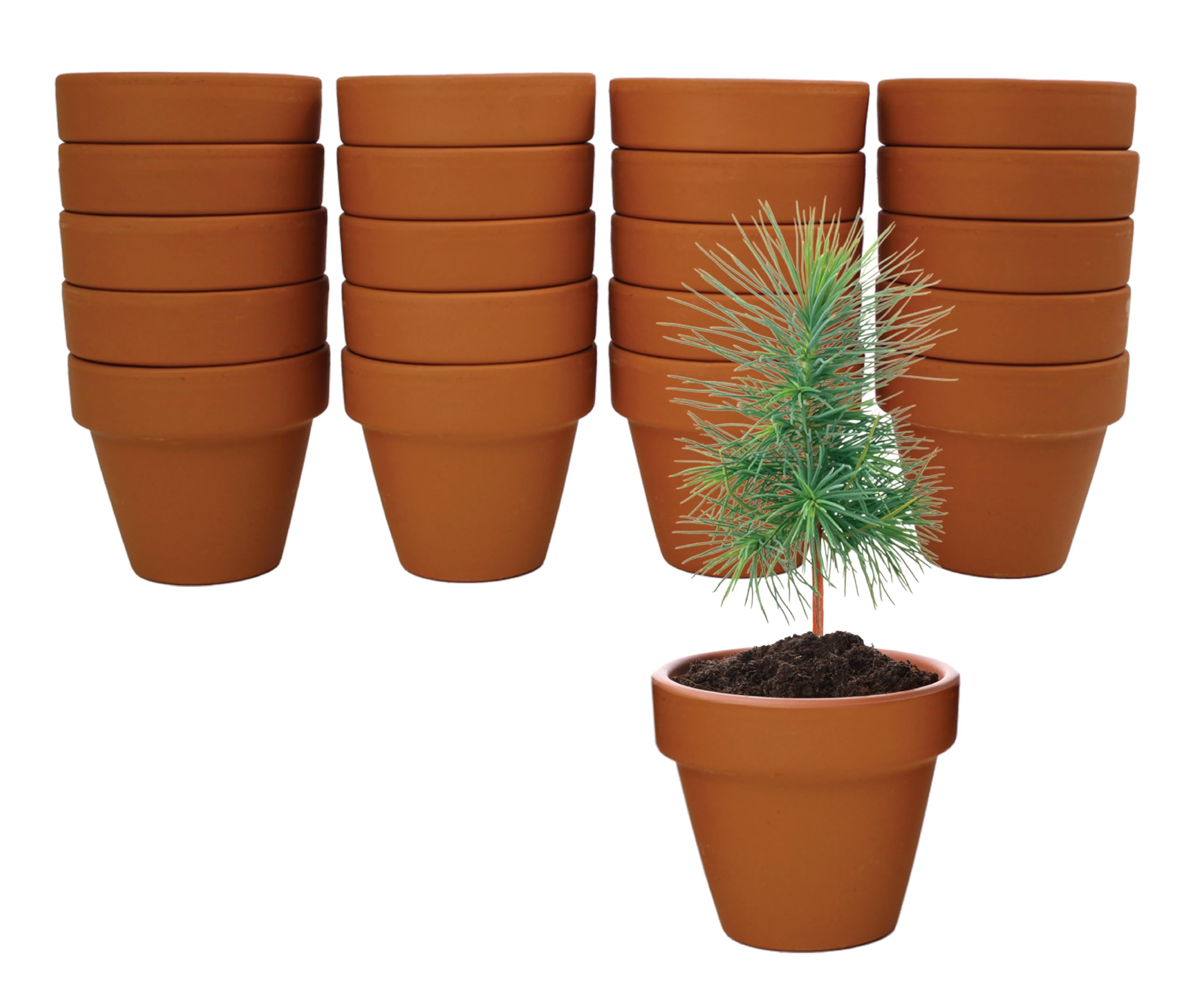Snapklik.com : Seeds Spruce Terracotta Mini Grow Pots Tree Starter Kit ...