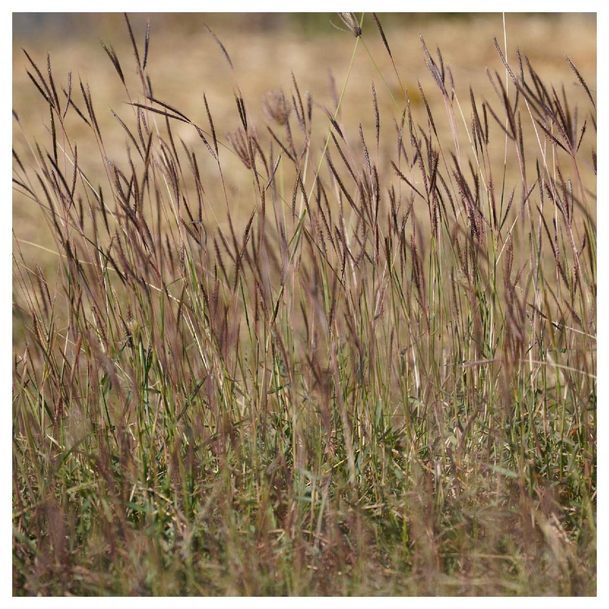 Native Grass Species