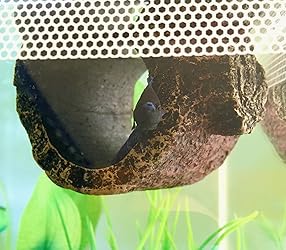 Zoo Med Floating Betta Log : Amazon.ca: Pet Supplies