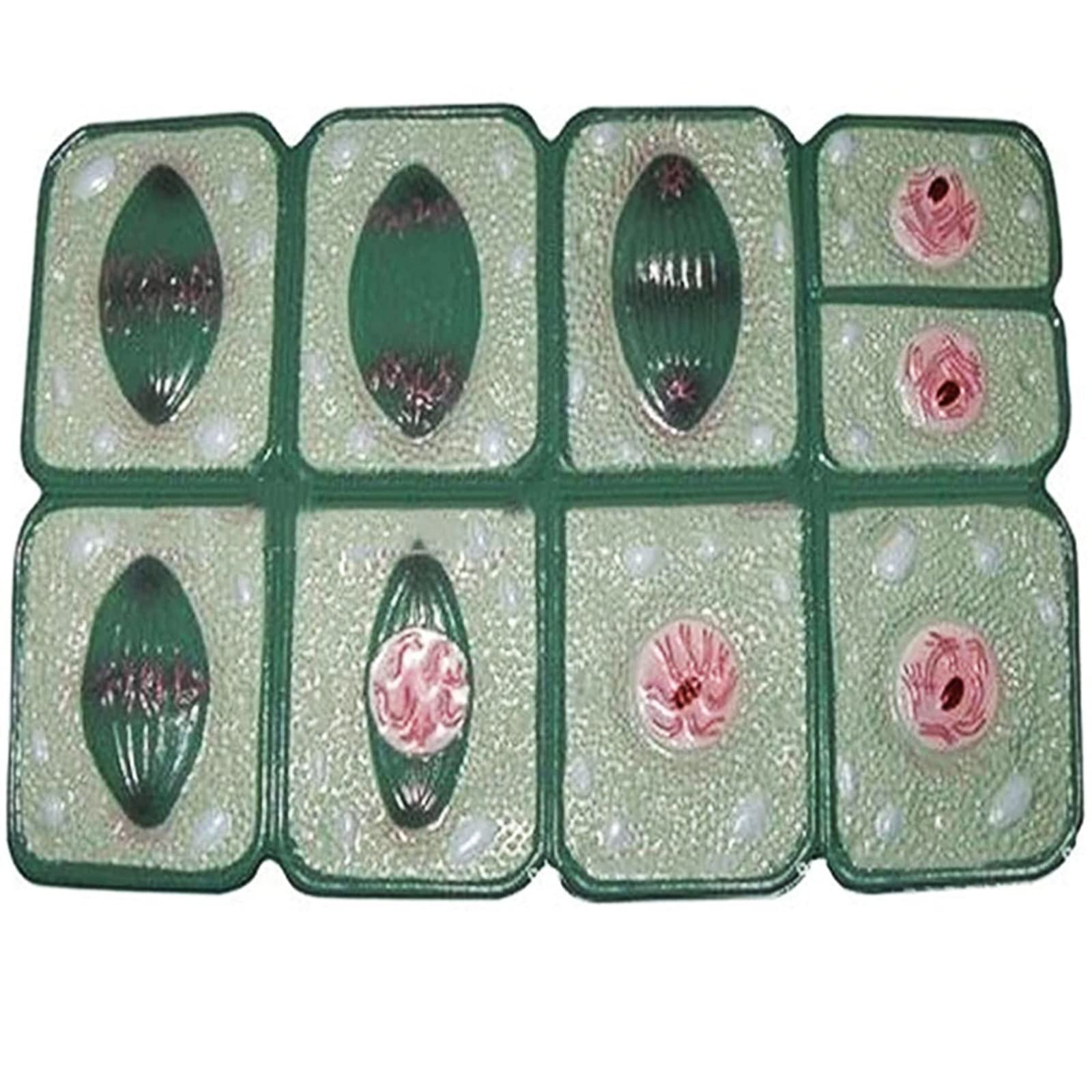 Buy Mitosis Model, Learning Resources Cross-Section Cell Model, Anatomy ...