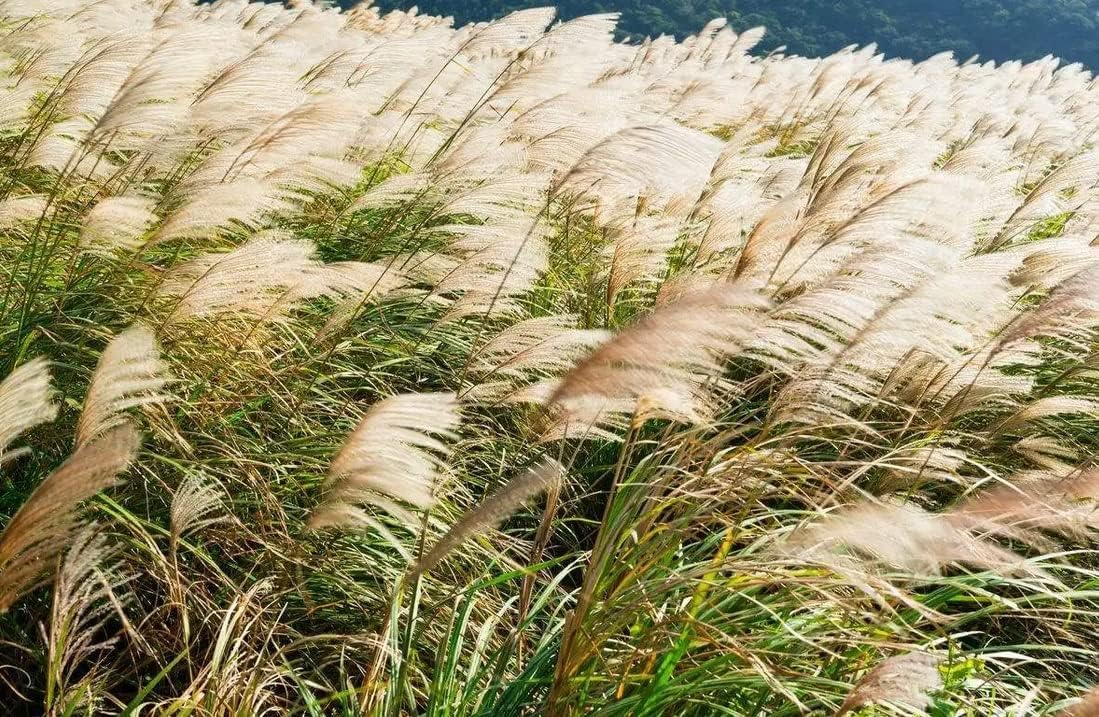 Amazon.com : 200+ Chinese Silvergrass Seeds for Planting - Ornamental ...