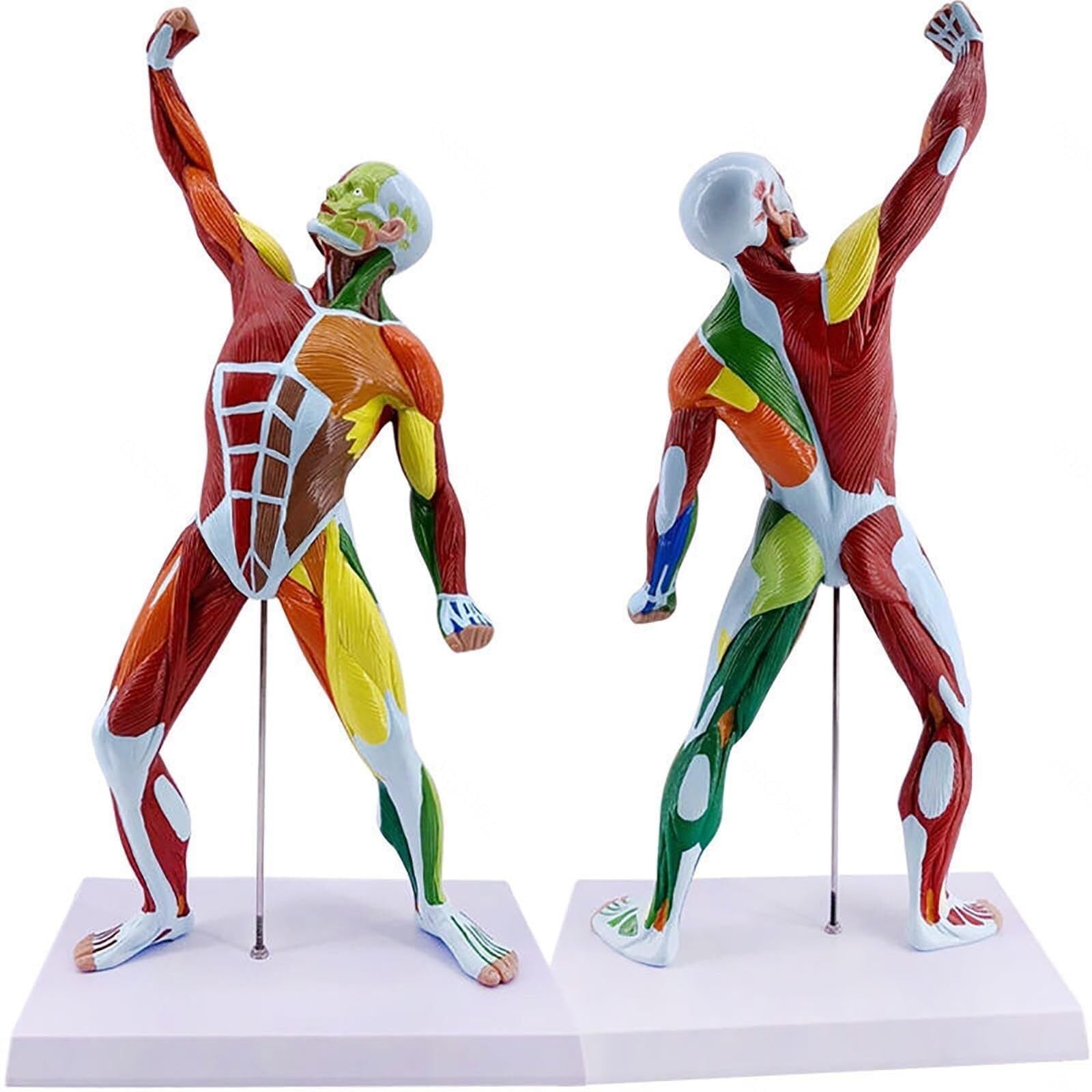 Amazon.com: Miniature Muscular System Model 50cm, 20 Human Muscle ...