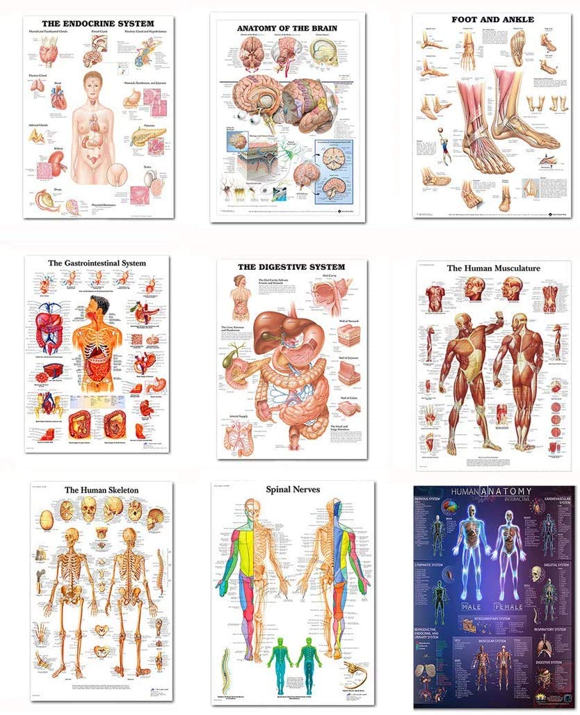 9 Pack Anatomical Poster Set Laminated Muscular Skeletal Digestive ...