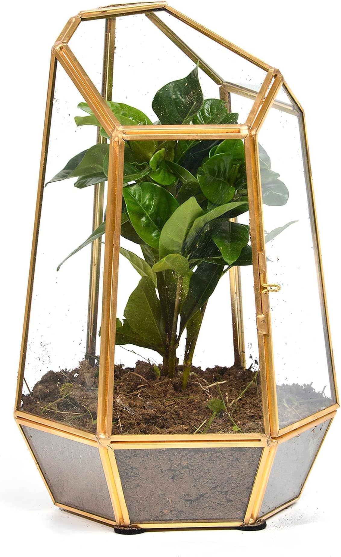 Amazon.com: Glass Terrarium for Plants - 6.5x6x10 Inches - Unique ...